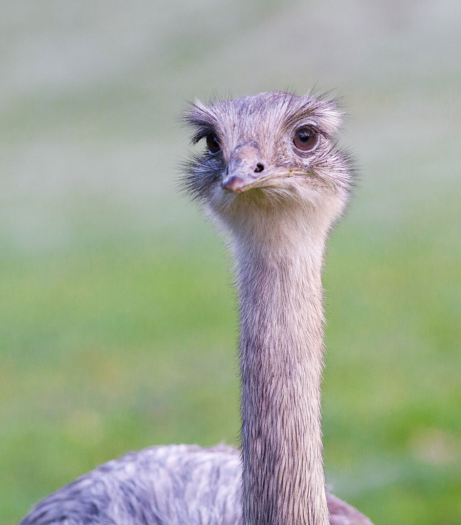 Drømmesymbol Struds – NetSpirit